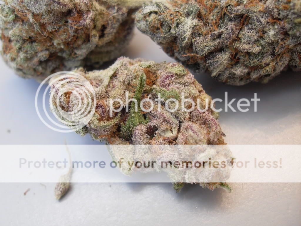 BLACK KUSH (Rediculous!!!!!) White widow (BOMB) Headies (ok ...