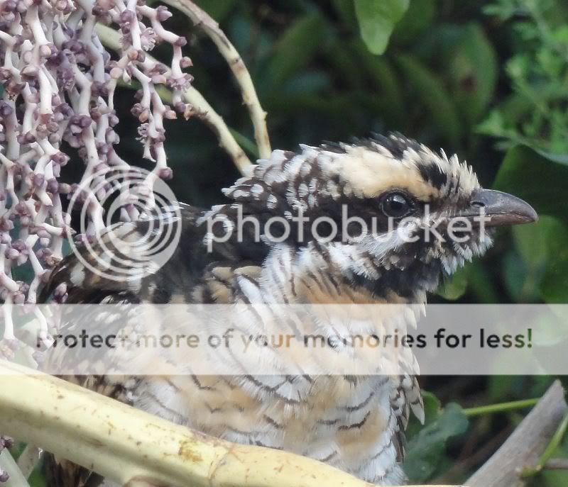 Common Koel | BIRDS in BACKYARDS