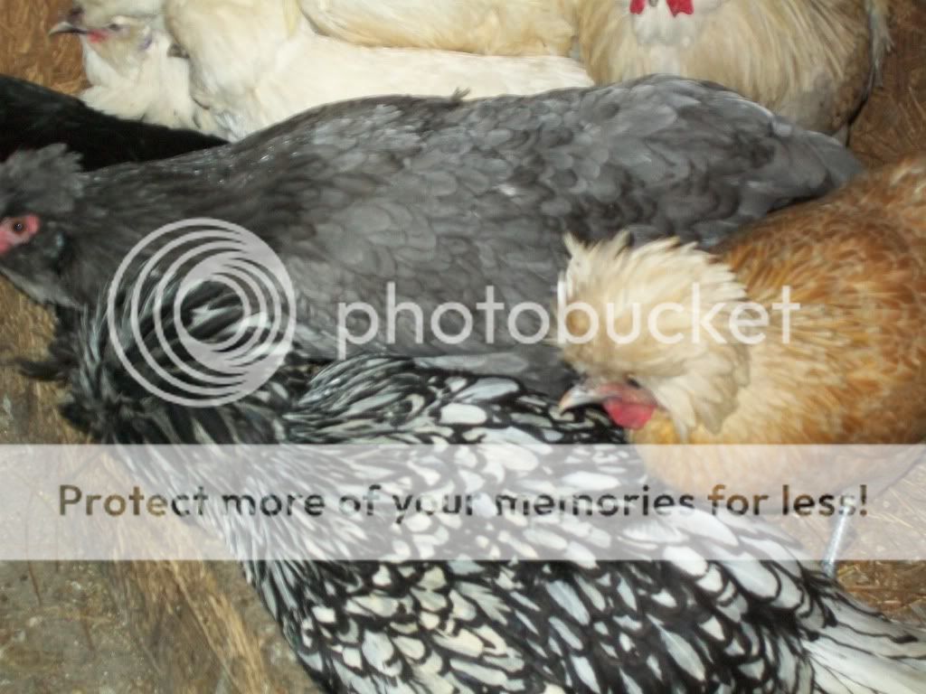 saddleand hackles feathers | BackYard Chickens - Learn How to Raise ...