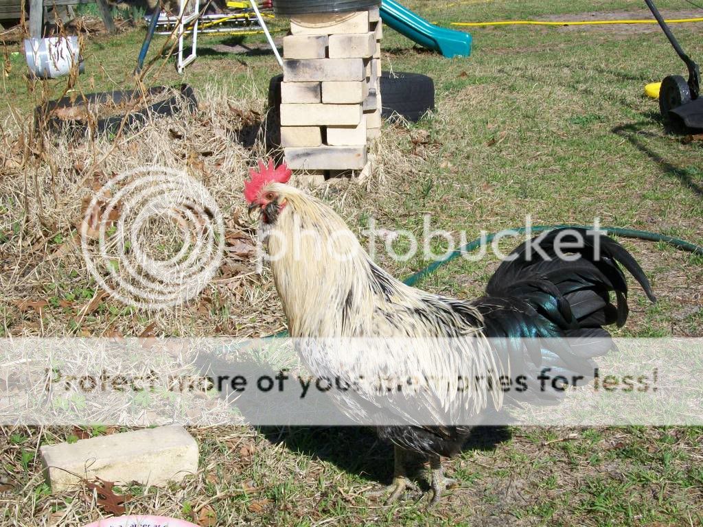 saddleand hackles feathers | BackYard Chickens - Learn How to Raise ...