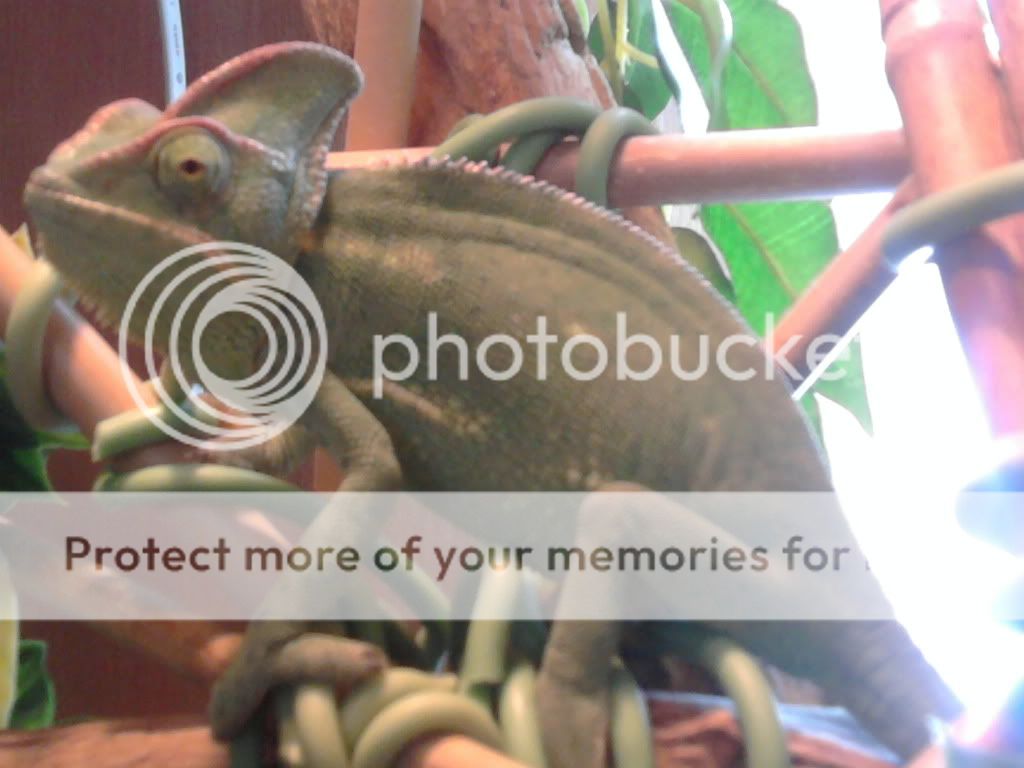 Chameleon TOO fat??? | Reptile Forums